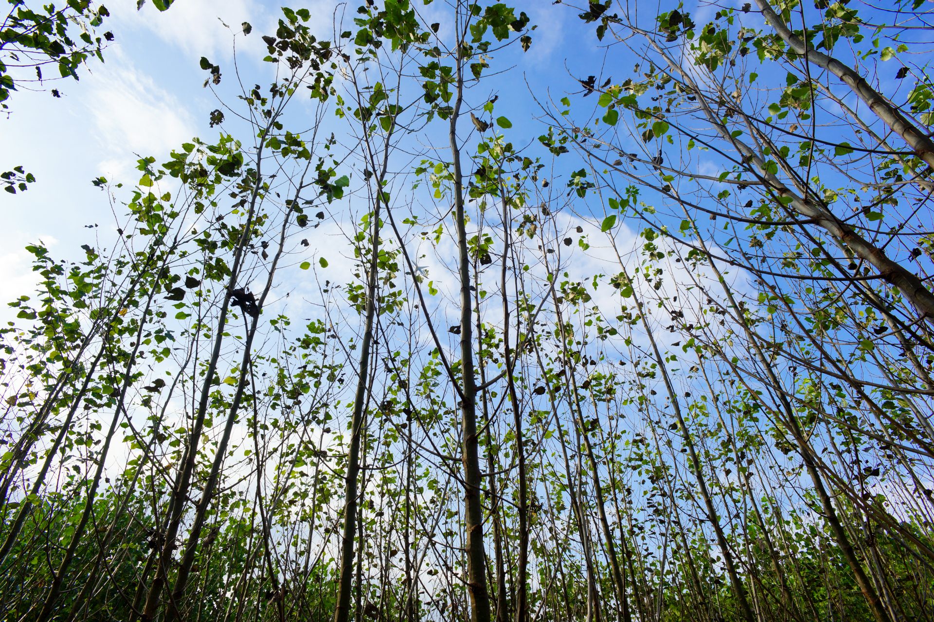 Welcome | Woody Crops